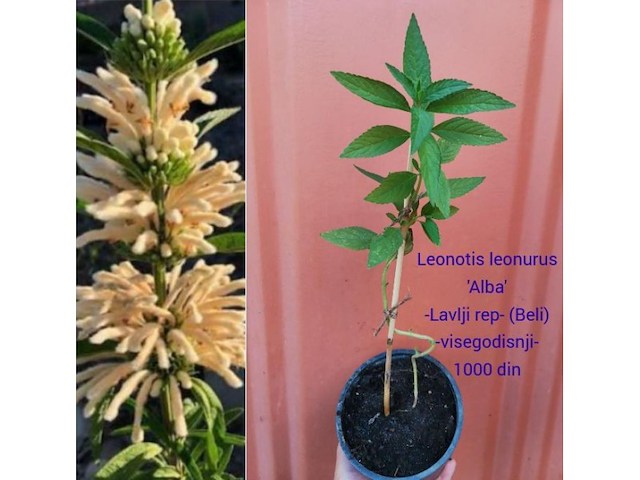 Leonotis leonurus `alba` (Beli lavlji rep)