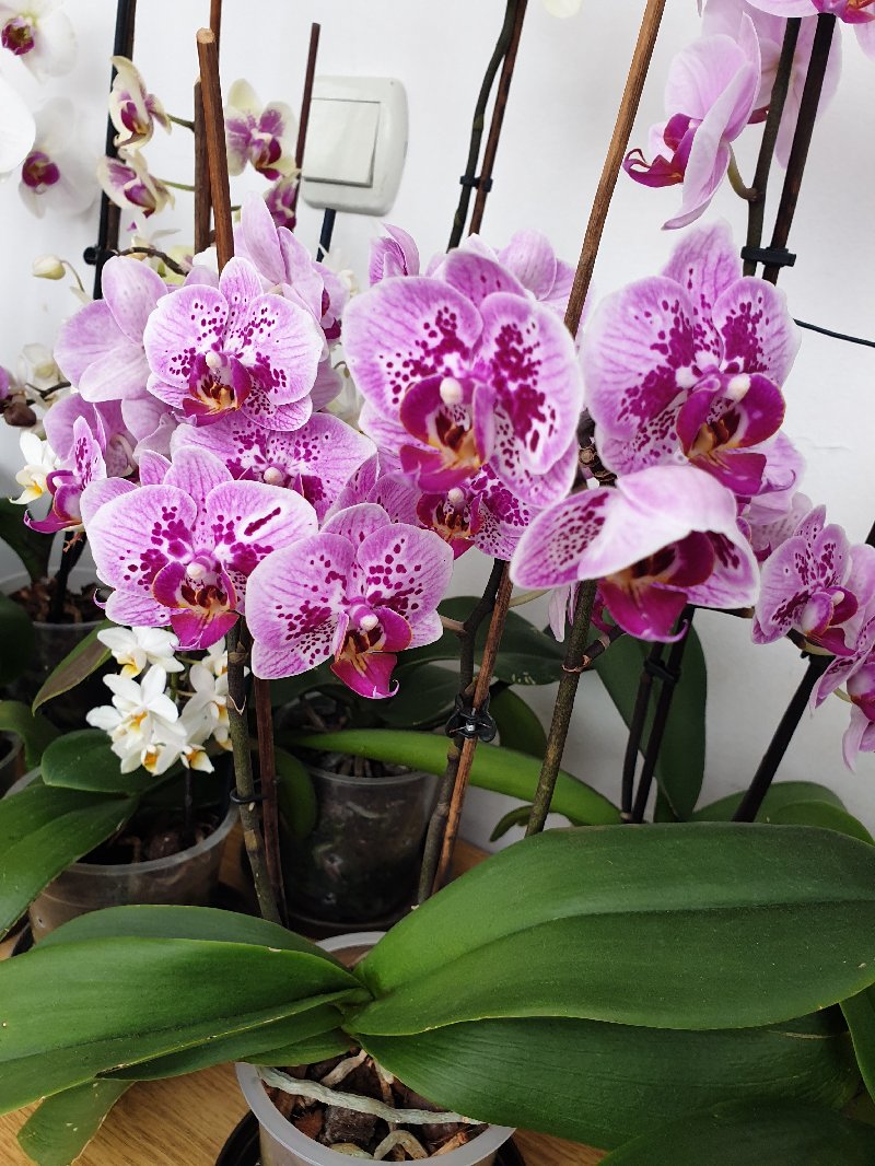 OZBILJAN MUŠKARAC TRAŽI DAMU ZA UPOZNAVANJE I DRUŽ