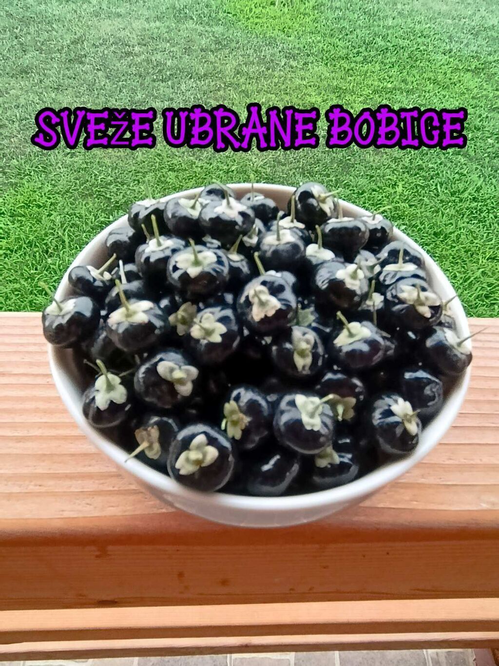 Sveže ubrane bobice crne goji (Black Goji – Lycium ruthenicum) -