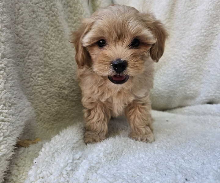 Maltipoo stenci spremni su za preuzimanje