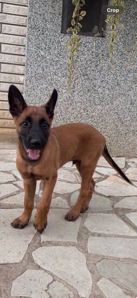 prodajem stence Belgijske Malinoe