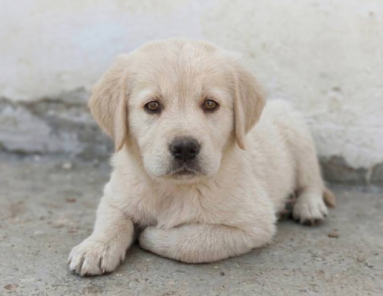 Labrador retriver beli stenci