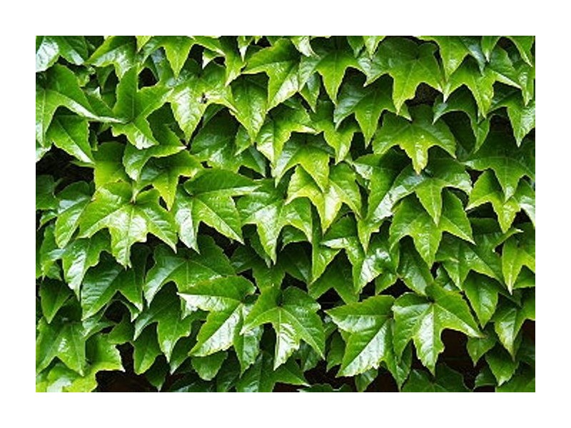 Devojacka Trolisna lozica - Partenocissus tricuspidata