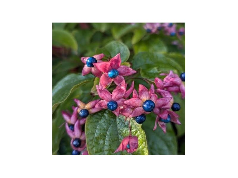 Klerodendrum - Clerodendrum trichotomum