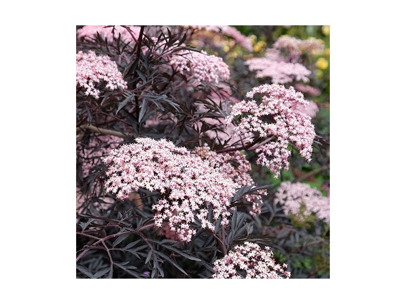 Crna zova – Sambucus nigra Black lace