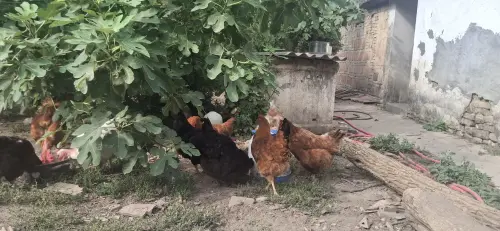 Na prodaju kokoške nosilje.