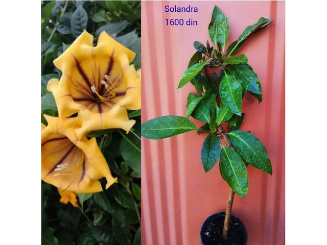 Solandra