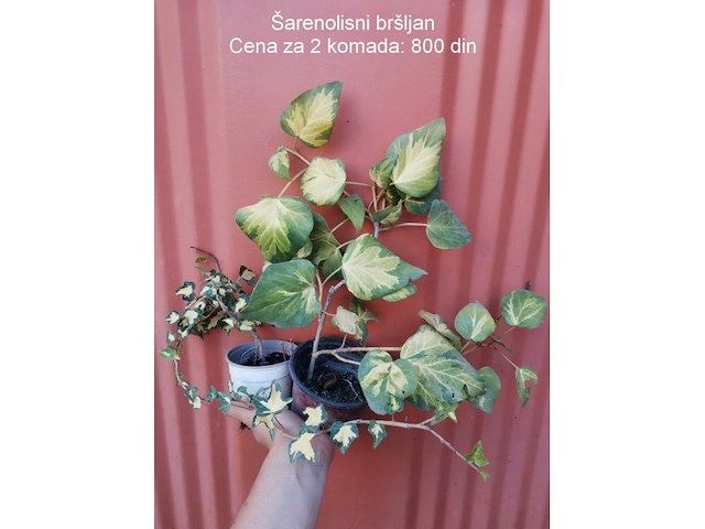 Sarenolisni brsljan