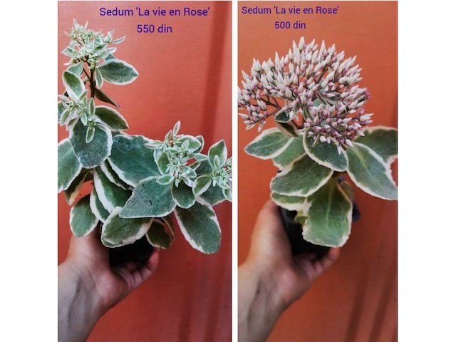 Sedum `La Vie en Rose`