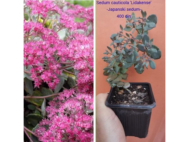 Sedum cauticola `Lidakense` (Japanski sedum)