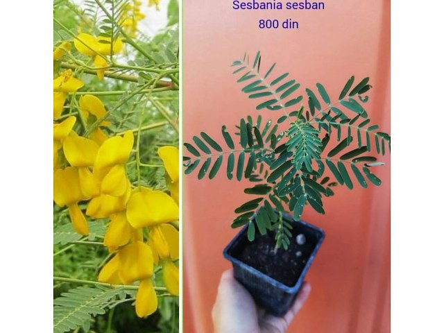 Sesbania sesban