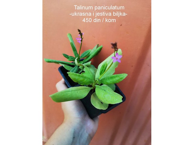 Talinum paniculatum (Dragulj Opara)