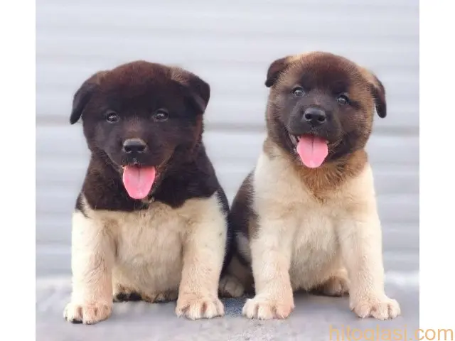 Američka Akita, TOP štenci