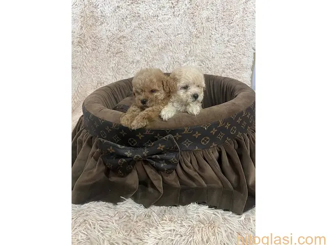 Toy pudle ekstra malog rasta