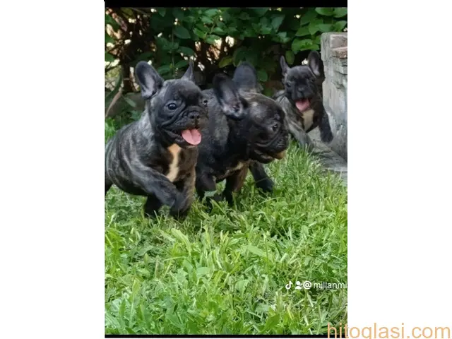 Francuski buldog