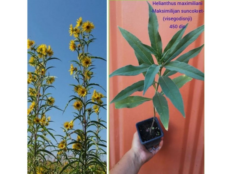 Helianthus maximiliani (Maksimilijanov suncokret)