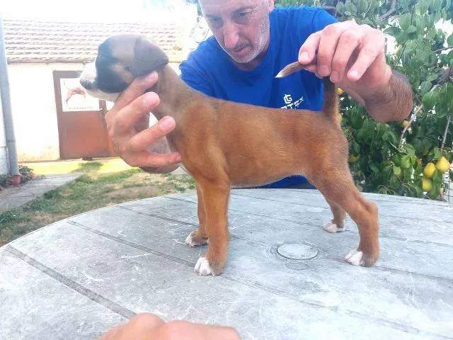 NEMAČKI BOKSER ŠTENCI
