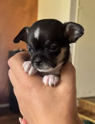 ČIVAVA ŠTENE PRELEPA CIVAVA CHIHUAHUA APPLE HEAD