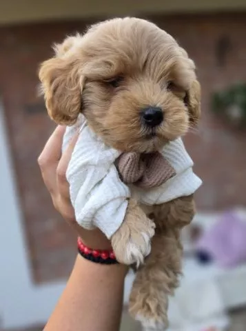 MALTIPOO BEBE