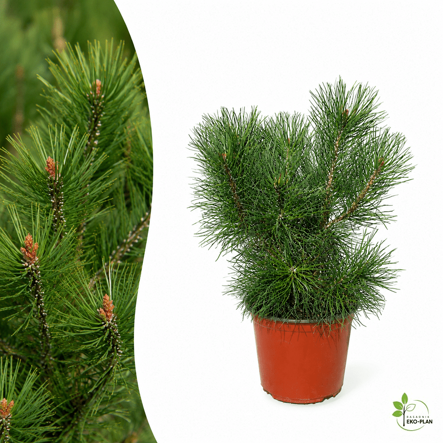 Pinus mugo - Pumilio