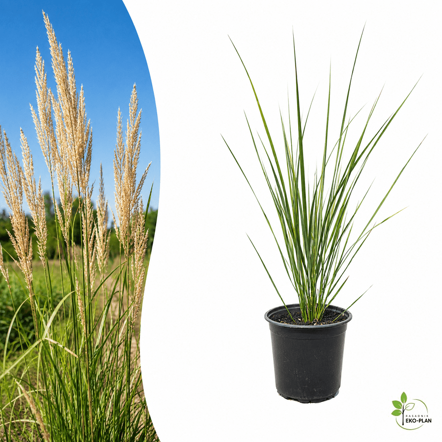 Calamagrostis Karl Foerster - Srebrna trava