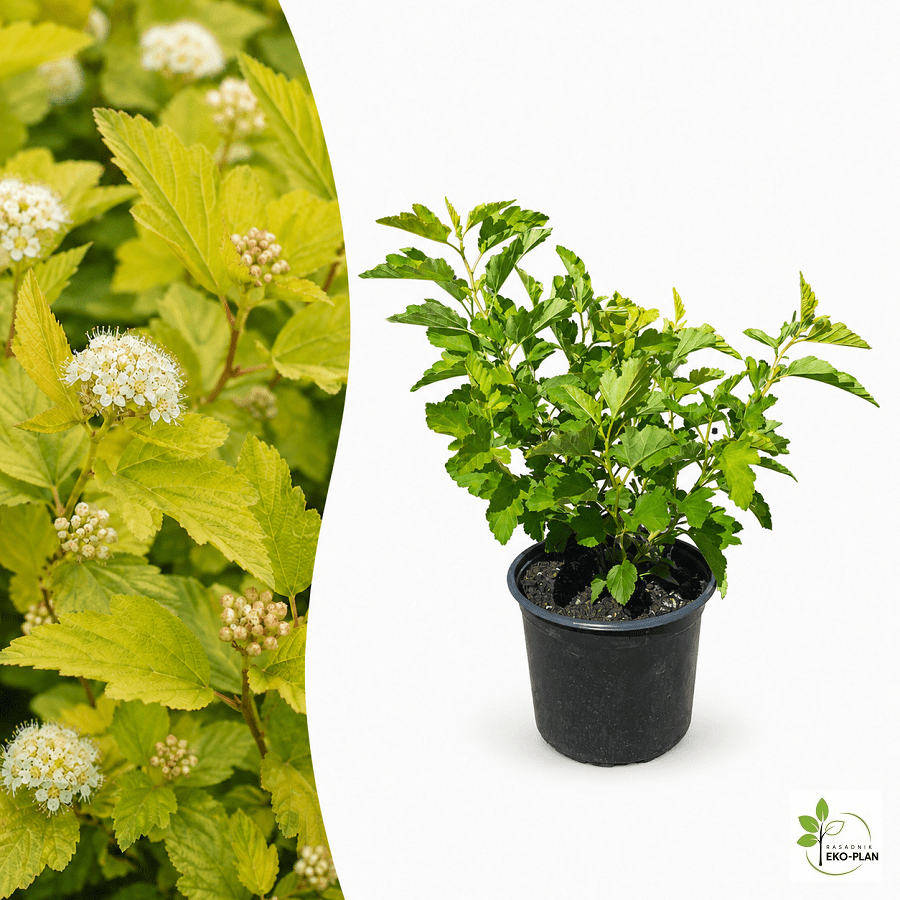 Physocarpus Dart's Gold - Zlatni Fizokarpus