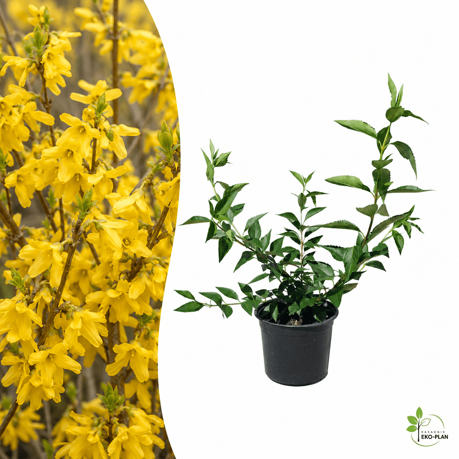 Forsythia intermedia - Minigold