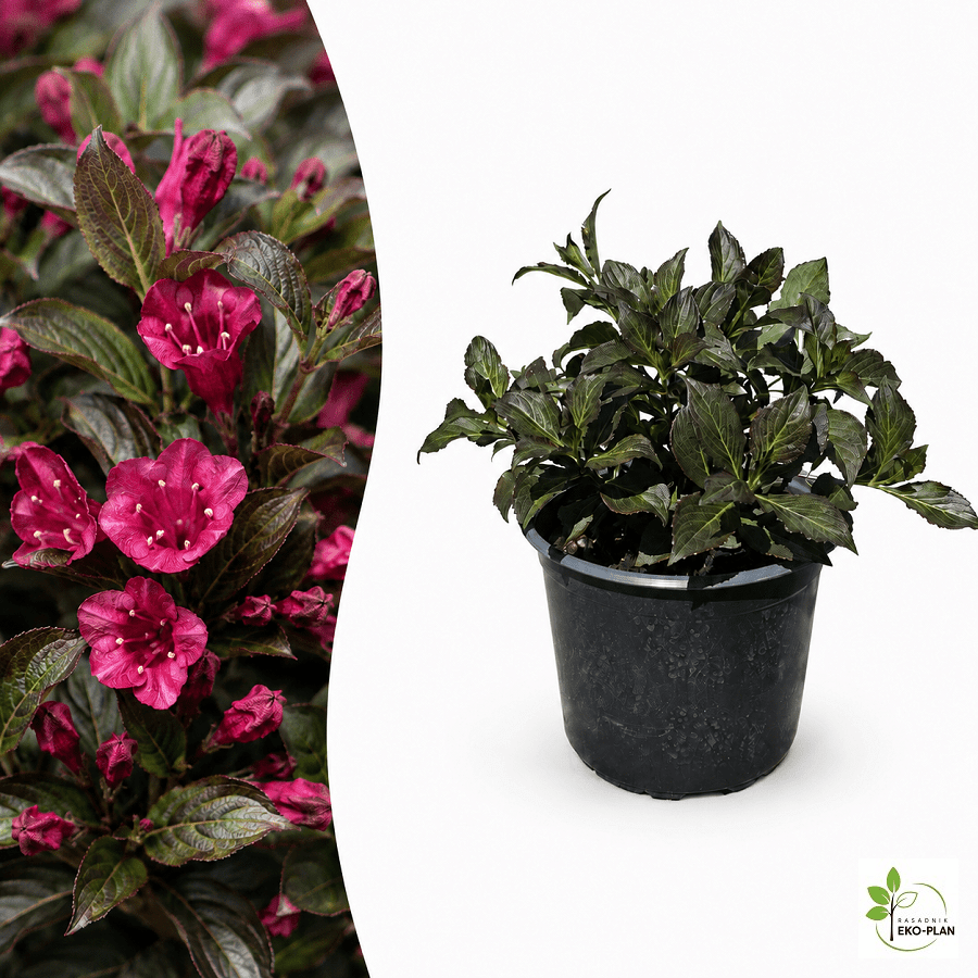 Weigela florida - Tango
