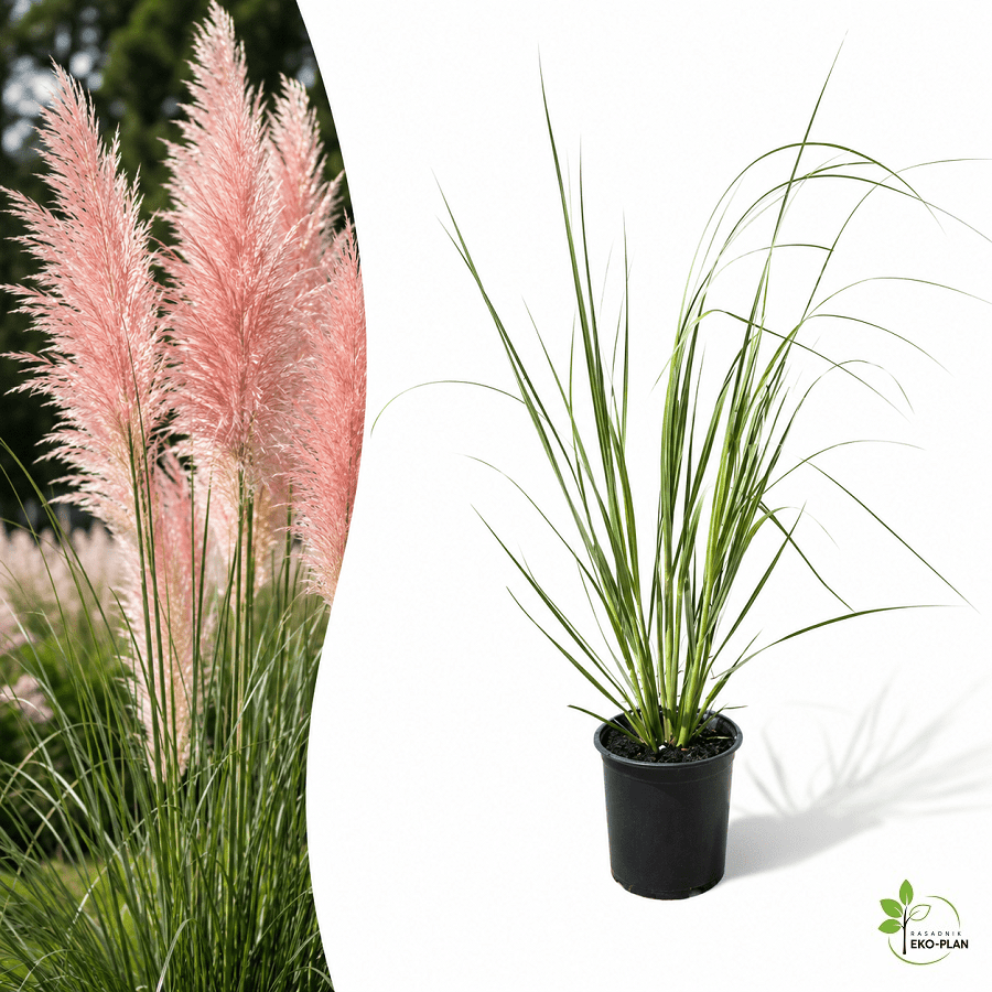 Roze Pampas - Cortaderia selloana Pink Feather