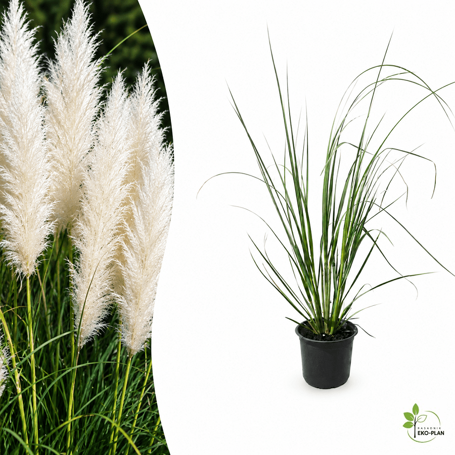 Beli pampas - Cortaderia selloana White Feather