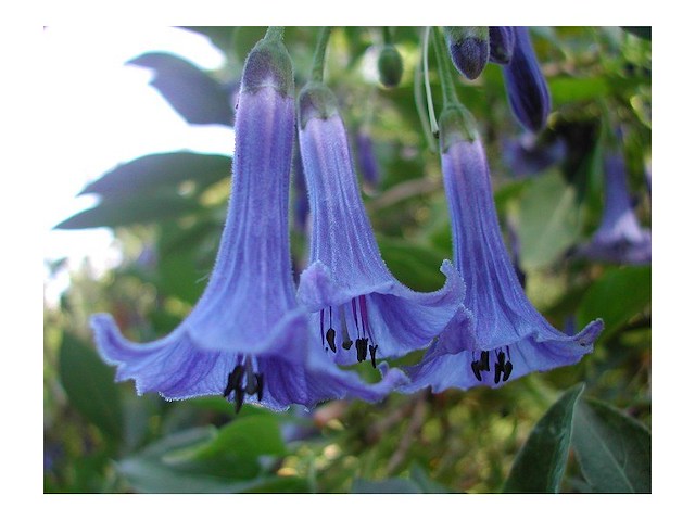 BLUE BRUGMANSIA (Iohroma australis) BILJKA
