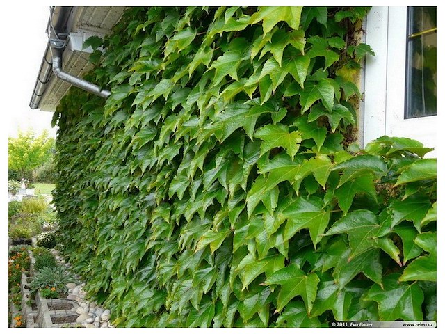 Devojacka Trolisna lozica - Partenocissus tricuspidata