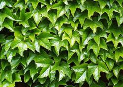 Devojacka Trolisna lozica - Partenocissus tricuspidata