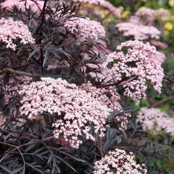 Crna zova – Sambucus nigra Black lace