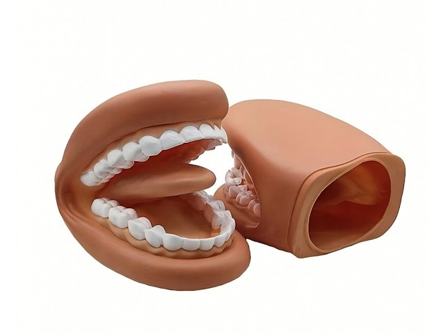 Anatomski model vilice, didaktičko sredstvo
