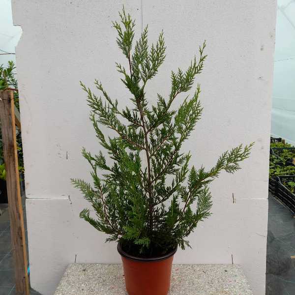 Lejlandi 60 cm