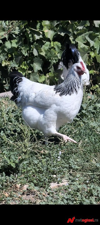 Jaja za nasad – australorp i sussex koke      | vrhunska genetika