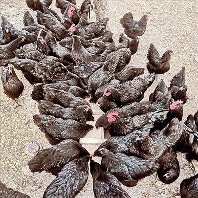AUSTRALORP JAJA ZA NASAD – CRNI, PLAVI I SPLASH