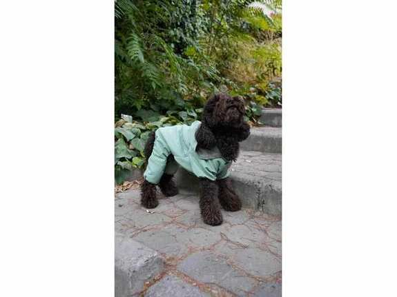 Paws & Whiskers Kabanica za pse Sihirli S