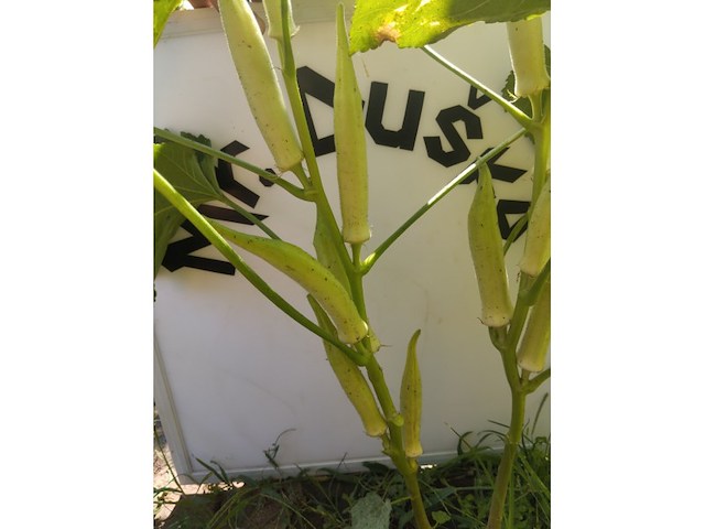 Bamija okra silver 30 semena