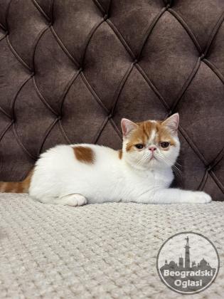 Egzotični kratkodlaki mačići (Exotic Shorthair)