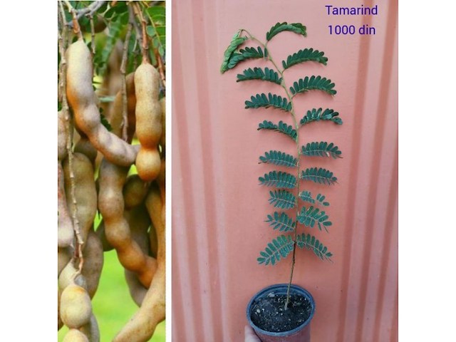Tamarind