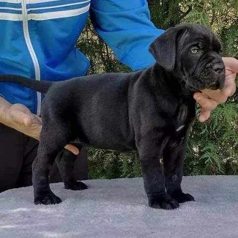 CANE CORSO PRELEPI ŠTENCI