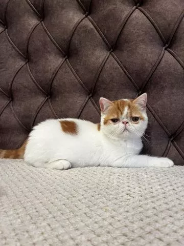EGZOTIČNI KRATKODLAKI MAČIĆI (EXOTIC SHORTHAIR)