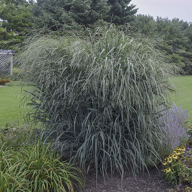 Panicum Virgatum Blue Fountain - Ukrasna Trava