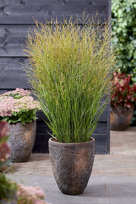 Panicum Virgatum Buffalo Green - Ukrasna Trava