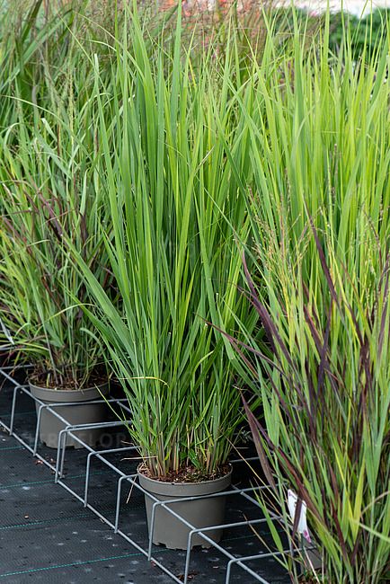Panicum Virgatum Northwind - Ukrasna Trava