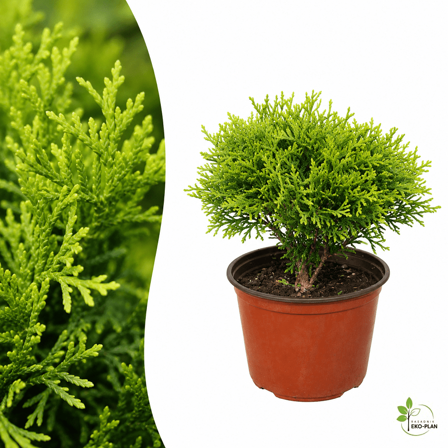 Thuja Tiny Tim – patuljasta kuglasta tuja