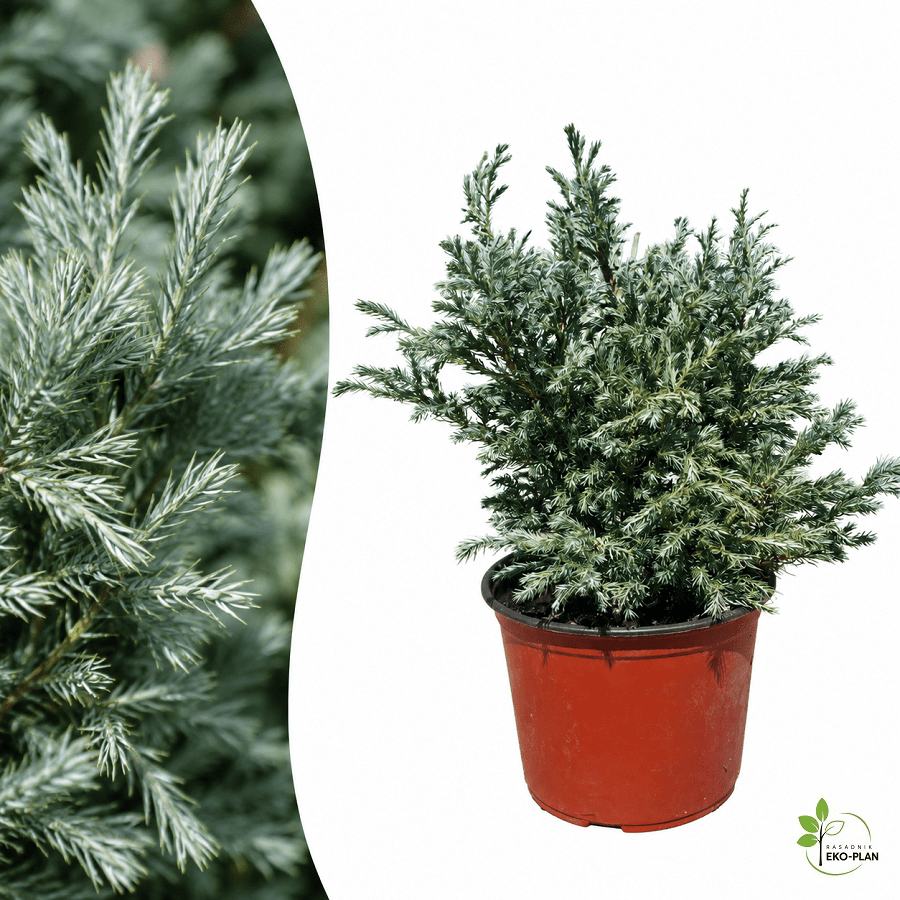 Chamaecyparis pisifera Boulevard – plavi pačempres