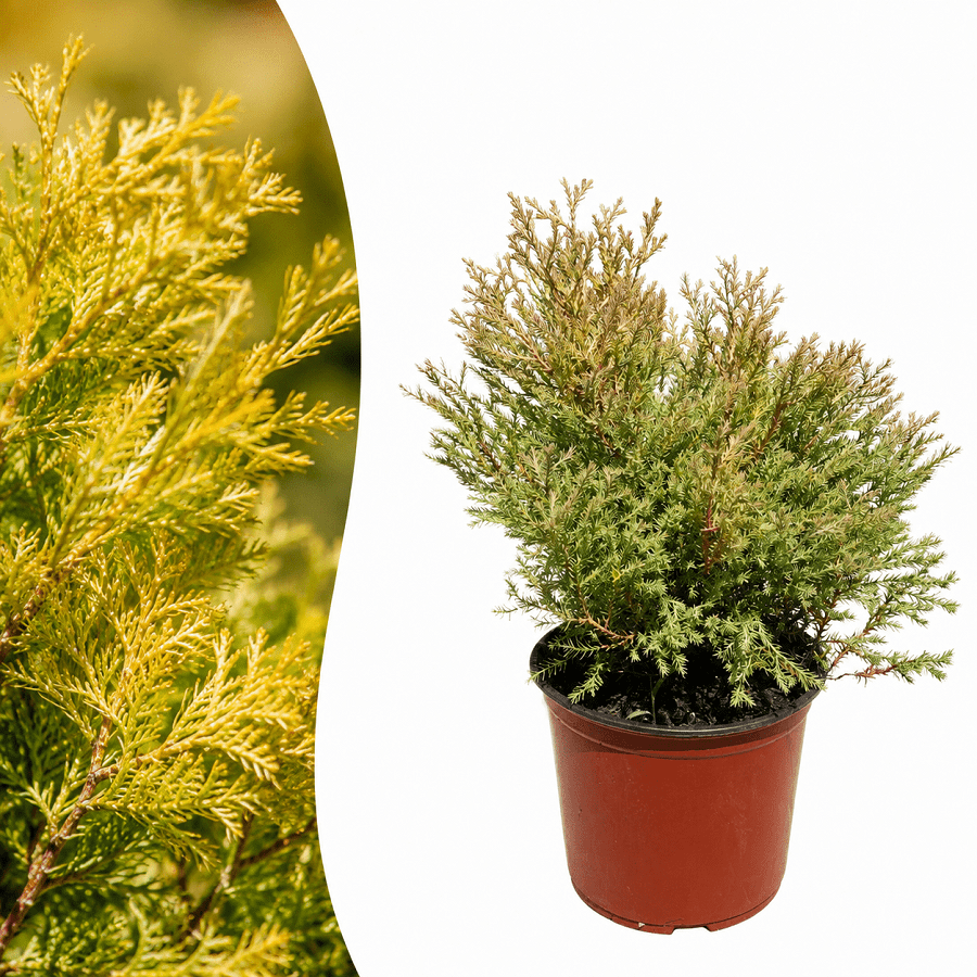 Thuja occidentalis Rheingold